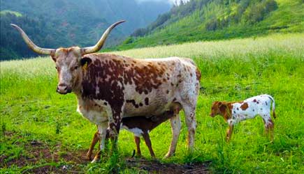 Maui Horseback Riding | Mendes Ranch | Lahaina Stables